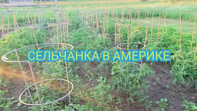 Сельчанка в Америке ДВА ДНЯ НЕ БЫЛА В ОГОРОДЕ И НЕ УЗНАЛА