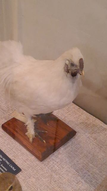 Дарвиновский музей Часть 30