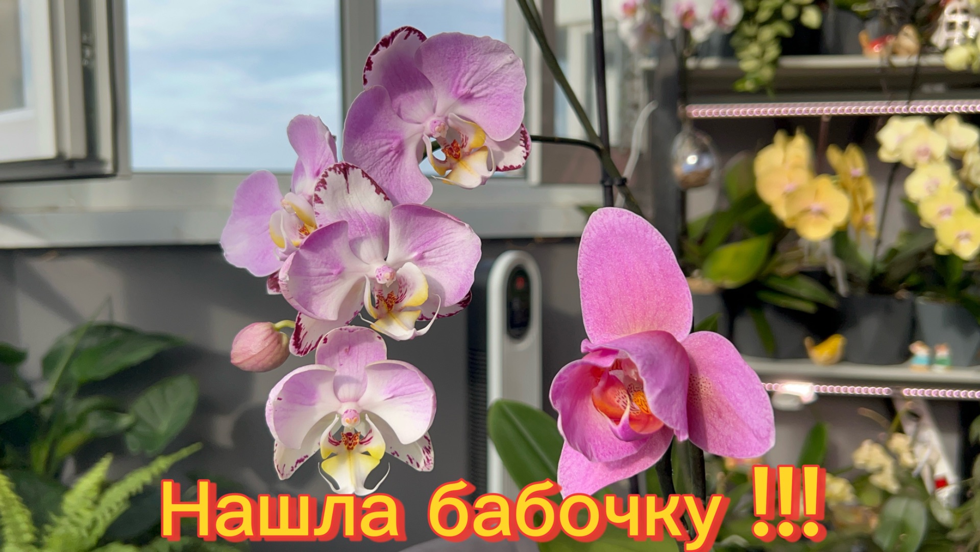 Распаковка НОВОЙ ОРХИДЕИ
