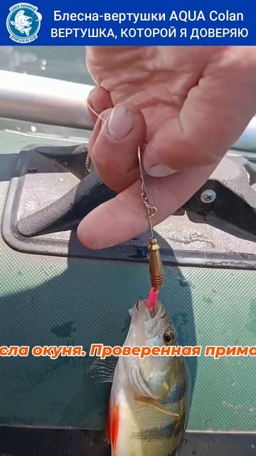 Рабочая вертушка на окуня. AQUA COLAN снова приносит поклевку  #рыбалка  #fishing