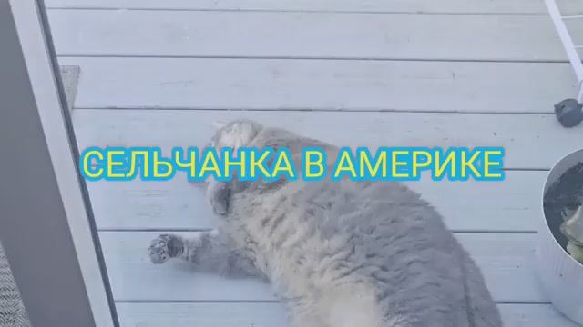 Сельчанка в Америке ПЕРВАЯ МОЛОДАЯ КАРТОШКА США