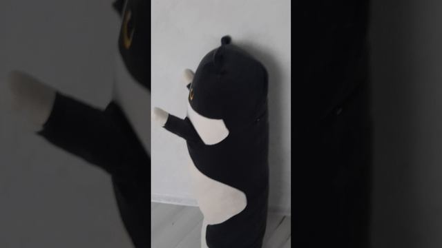 капибара отыхает на пляже