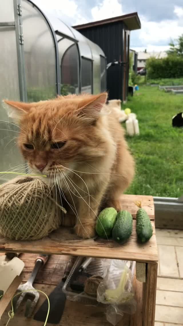 Альфушка играется в теплице ❤️