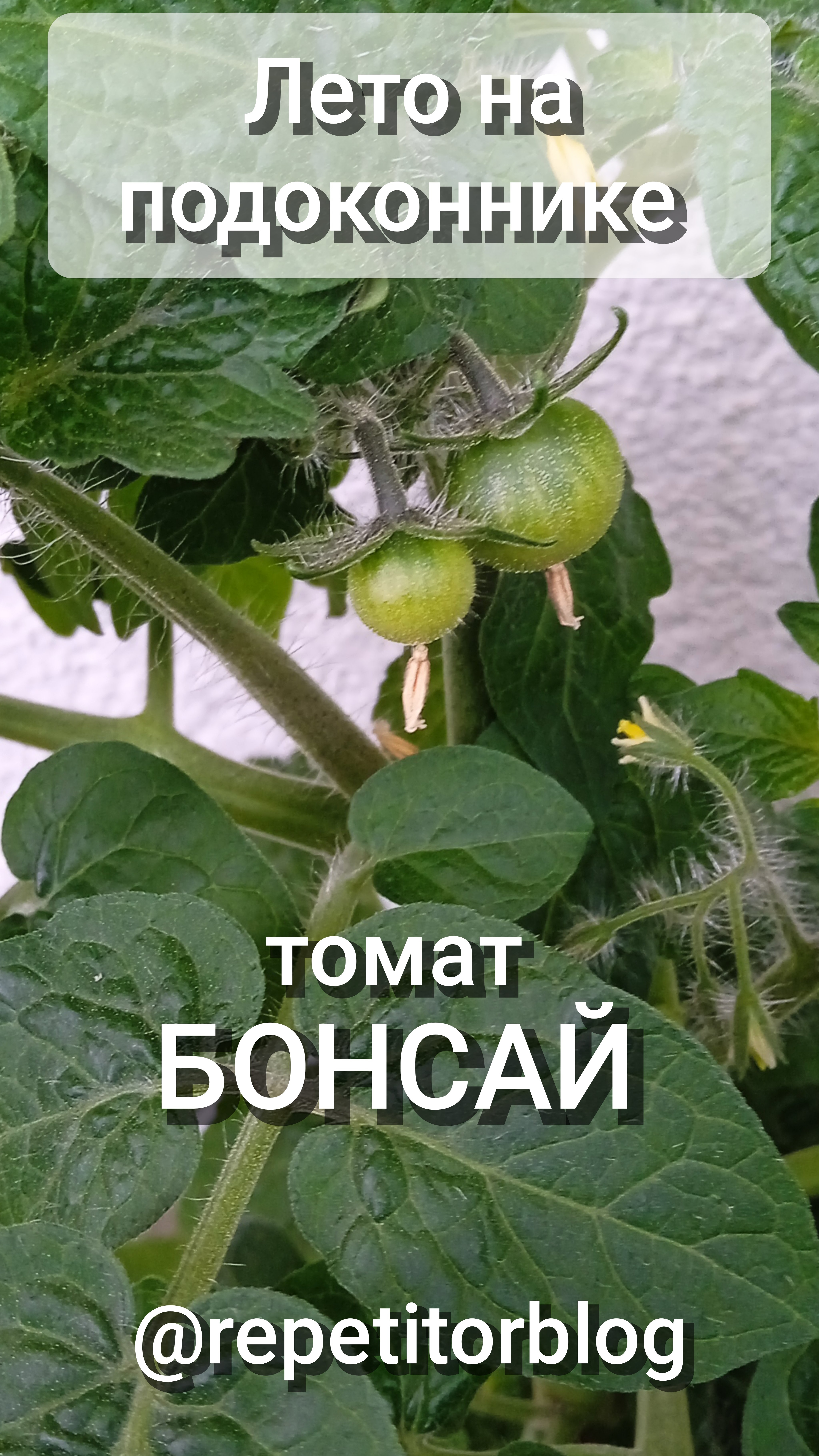 Растения