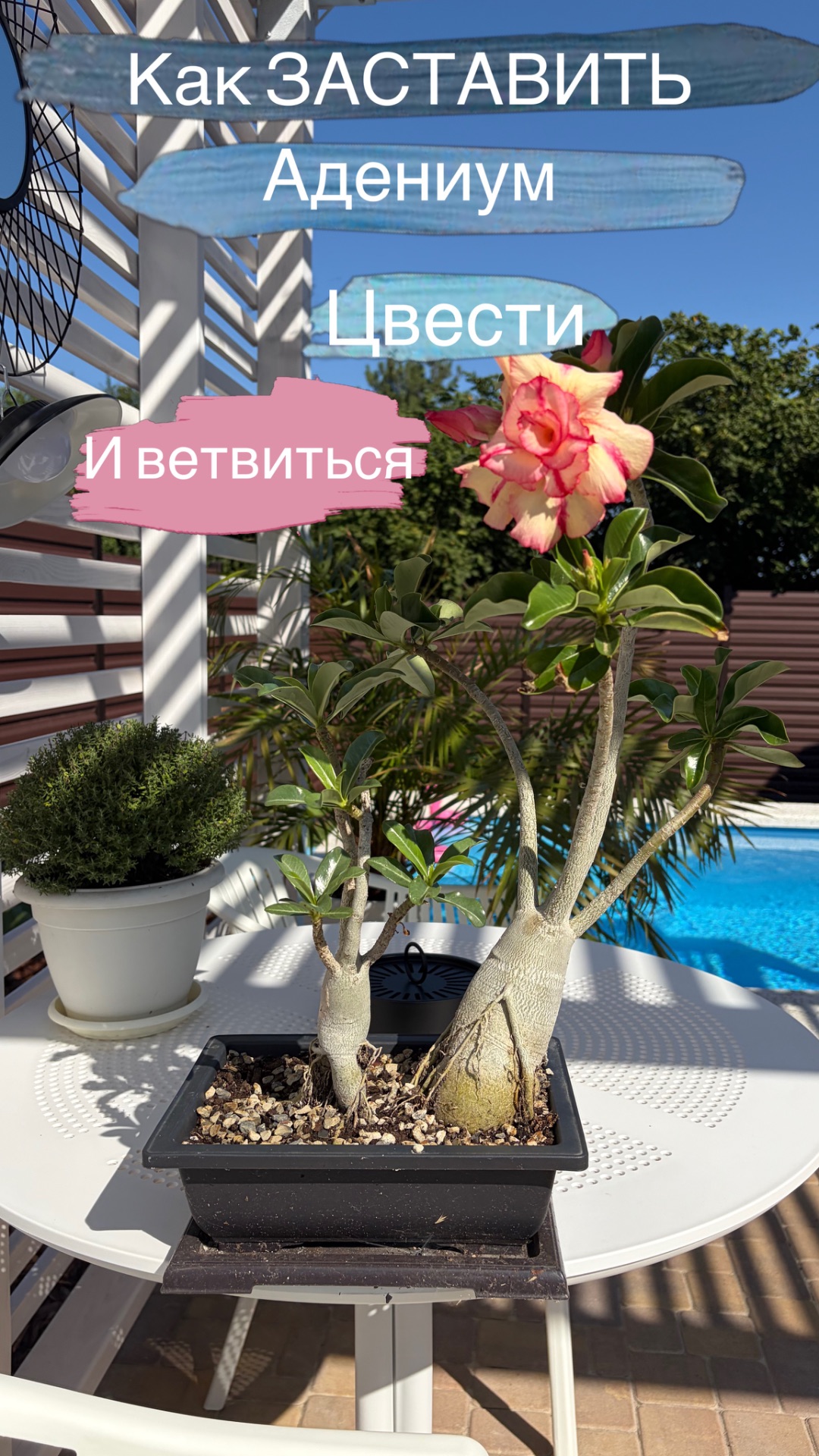 Как заставить Адениум цвести и ветвиться?! Супер таблетка или уход? Роза пустыни 🌵
