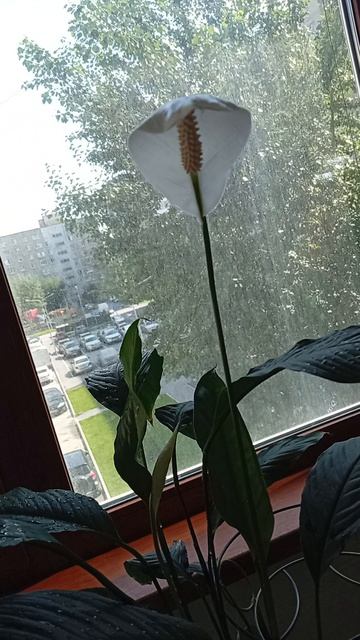 Спатифиллум  Женское счастье.