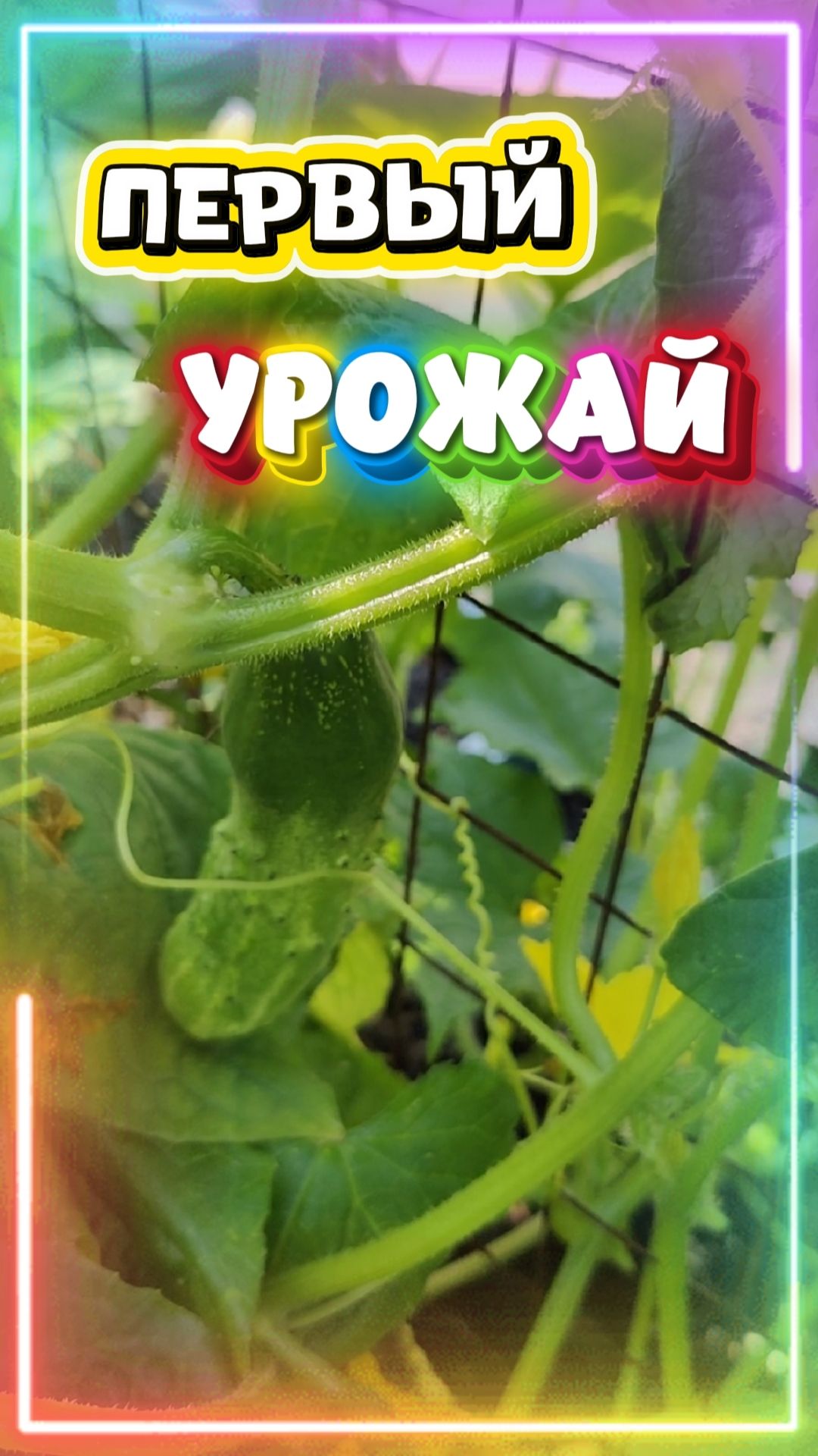 ПЕРВЫЙ УРОЖАЙ НА УЧАСТКЕ МНОГОДЕТНЫХ.
