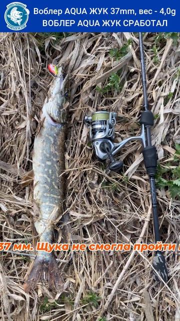 Рыбалка на щуку. Воблер AQUA ЖУК 37 мм не подвел  #fishing