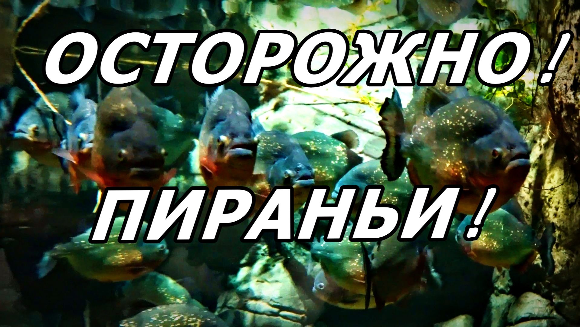 ТОТ САМЫЙ МОМЕНТ, КОГДА РЫБА СМОТРИТ НА ТЕБЯ КАК НА ЕДУ 😳 ЧАСТЬ 4: ❗ ПИРАНЬИ.