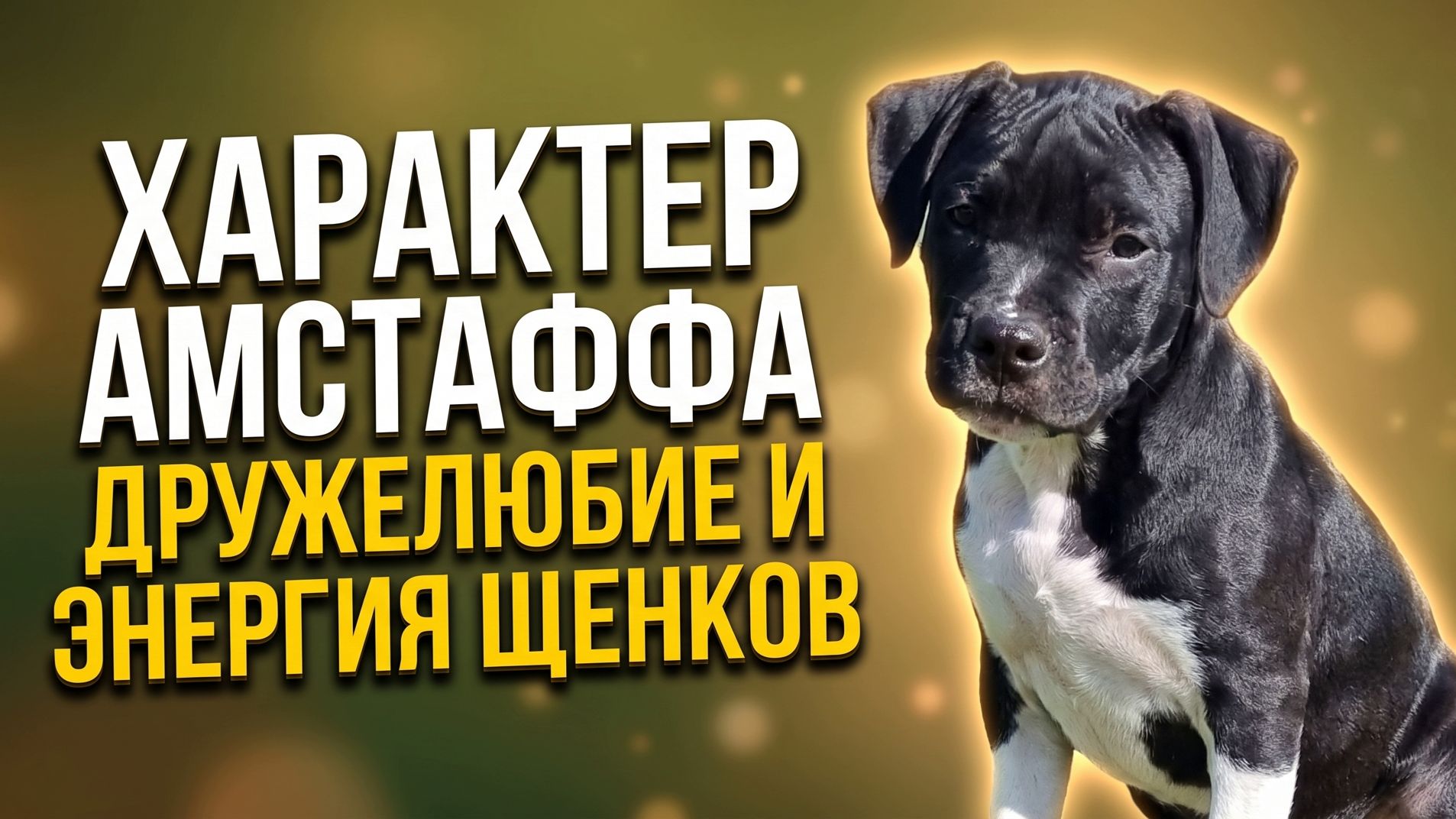 Щенки амстаффа в Люберцах (МО): игры на даче с родителями