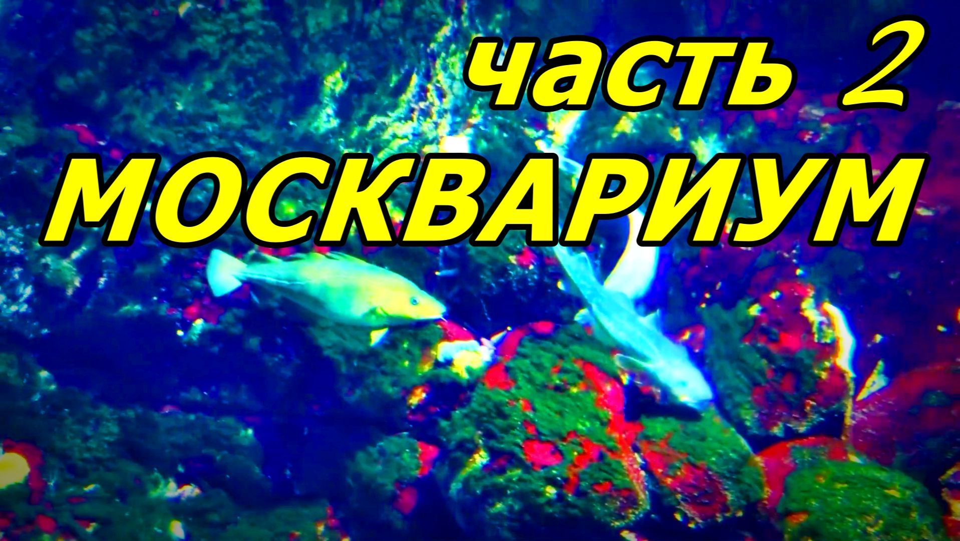 🐟ЖИЗНЬ МОРЕЙ И ОКЕАНОВ В МОСКВЕ. ЧАСТЬ 2: БОЛЬШИЕ РЫБКИ, ОДНАКО...