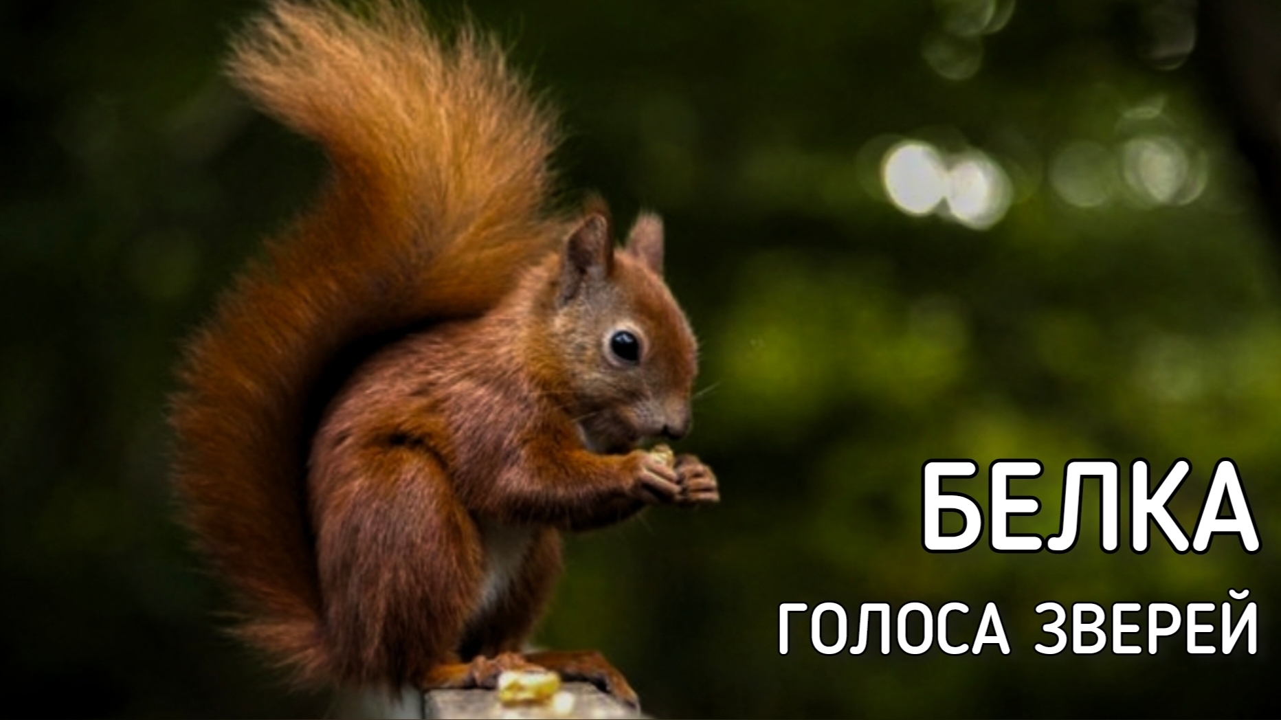 Голоса животных