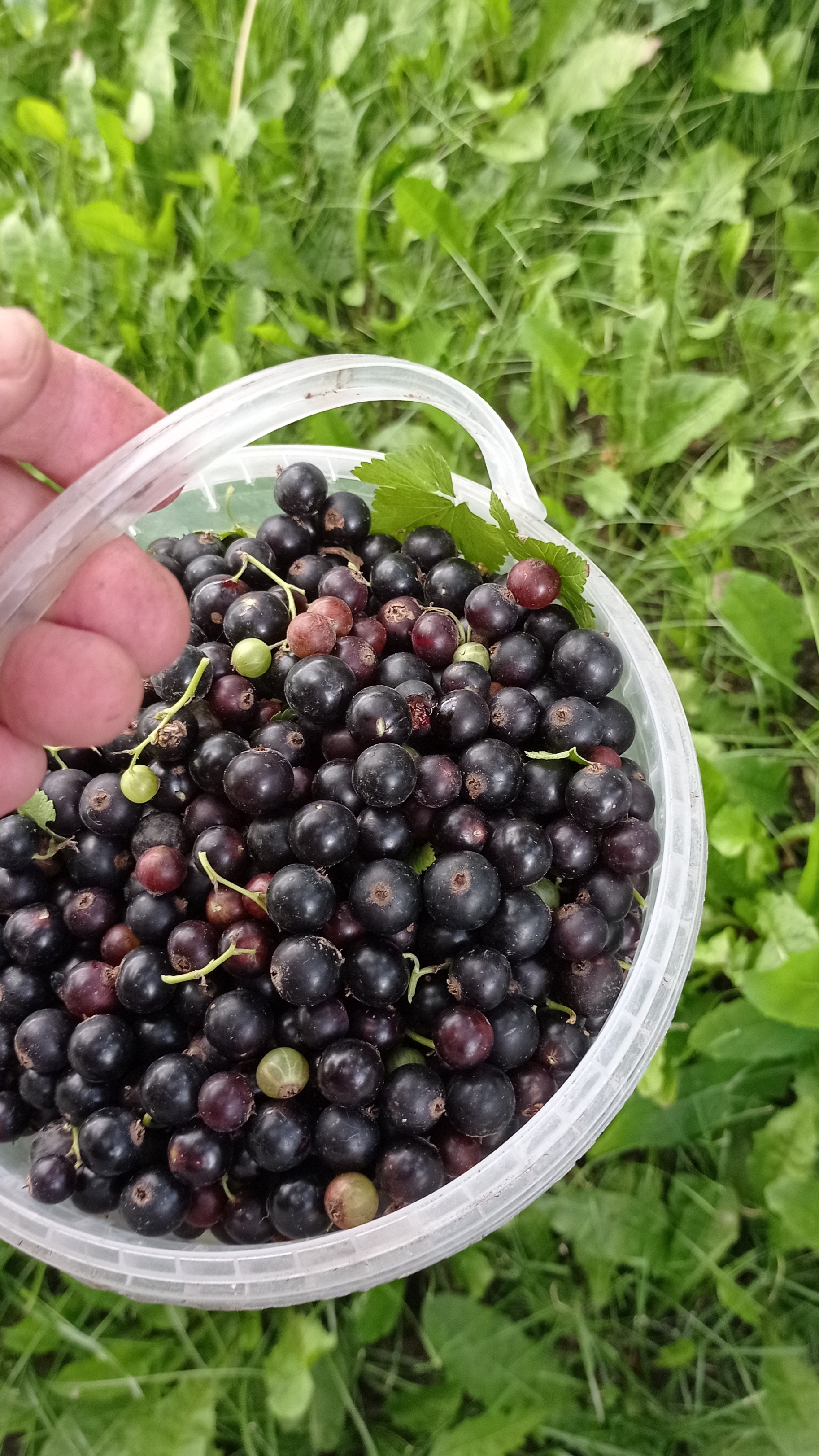 Урожай смородины🍇Лета аромат🫐