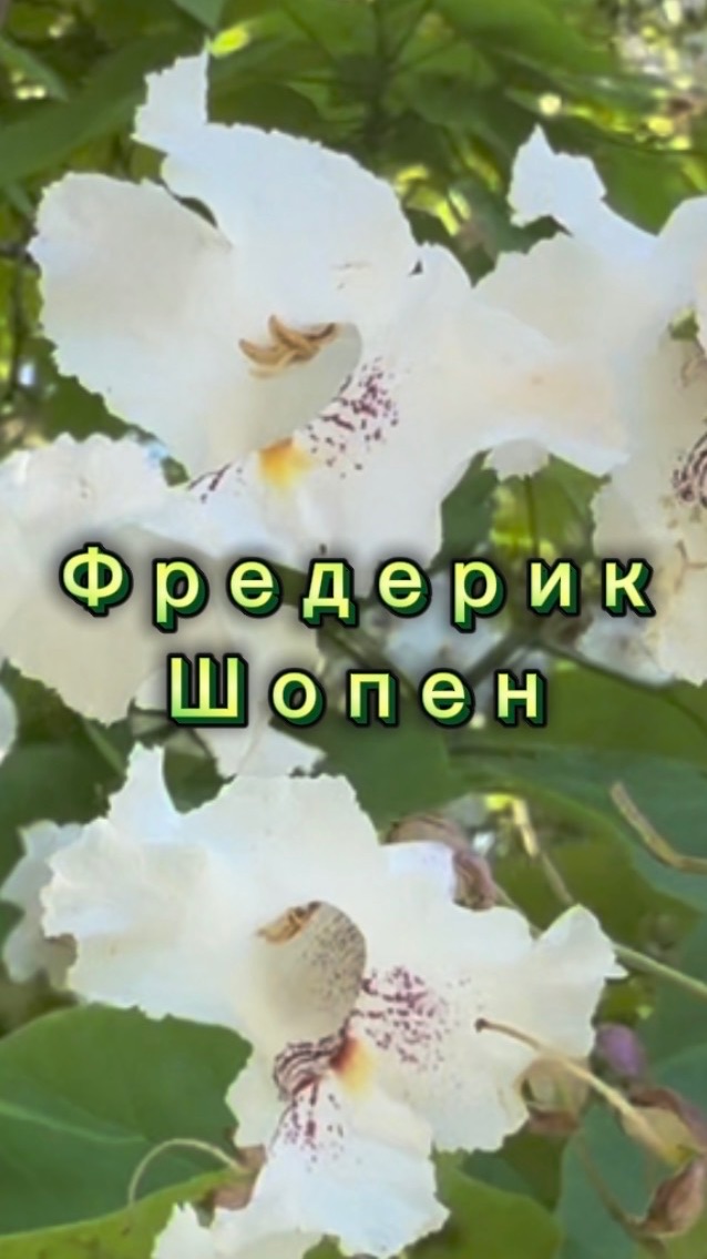 РОЛИКИ