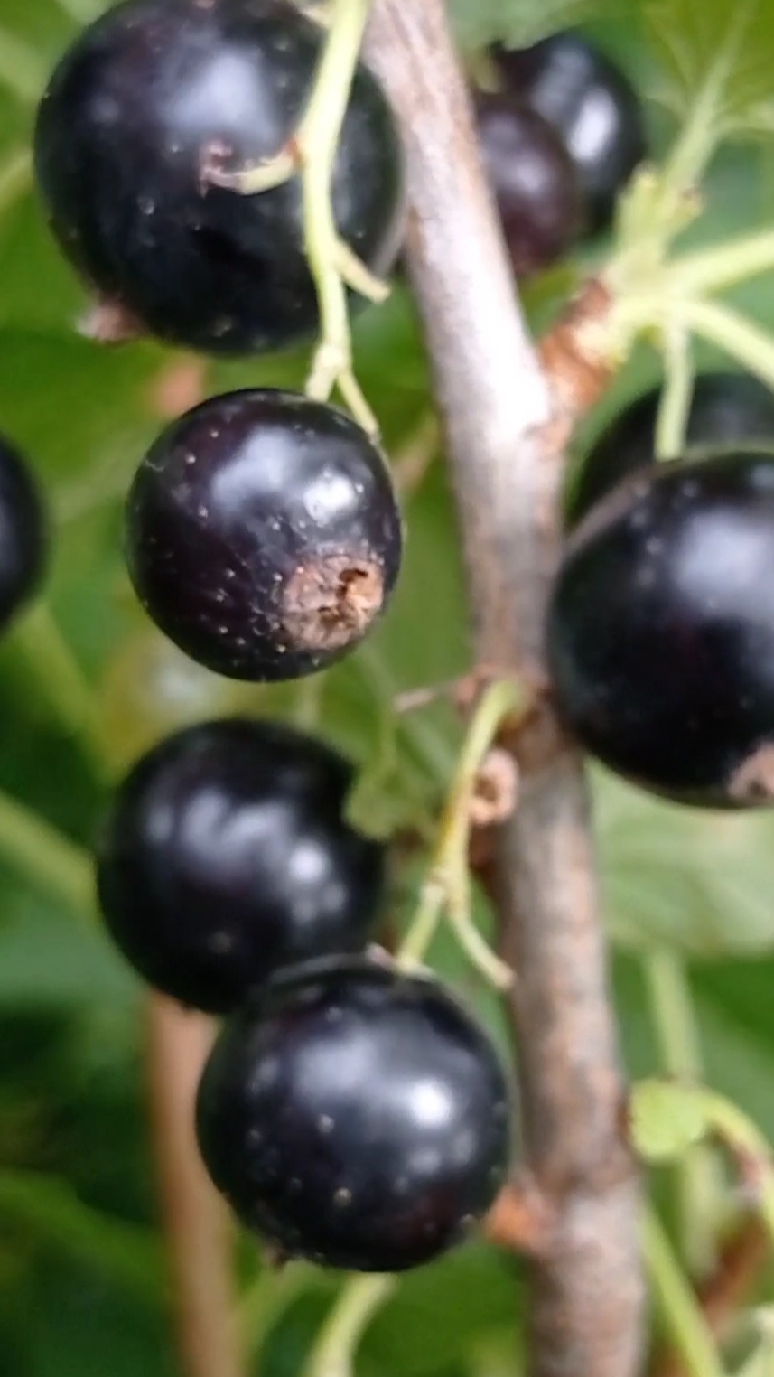 🍇🍒Черная смородина - сладкий аромат