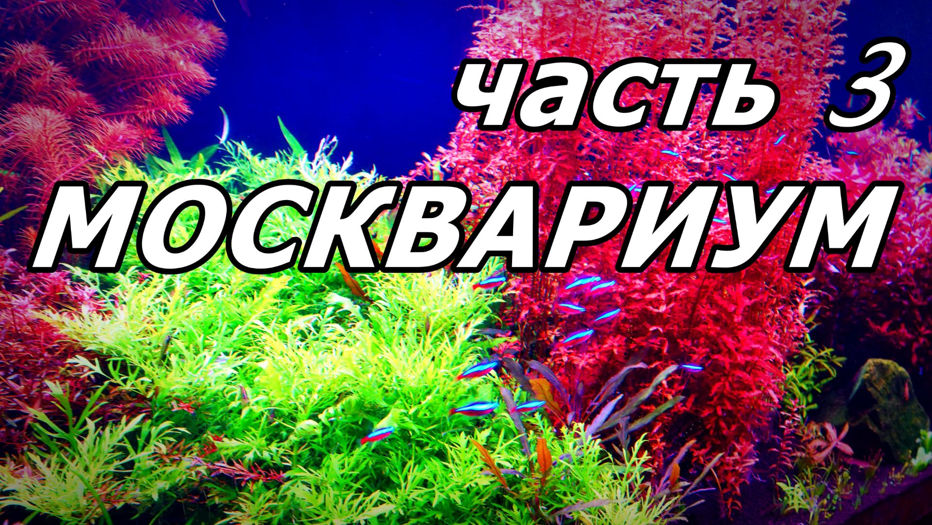 🐡 ПОДВОДНАЯ СУЕТА МАЛЕНЬКИХ РЫБОК. ЧАСТЬ 3: ЖИВАЯ ПАЛИТРА КРАСОК ПОД ВОДОЙ 🎨