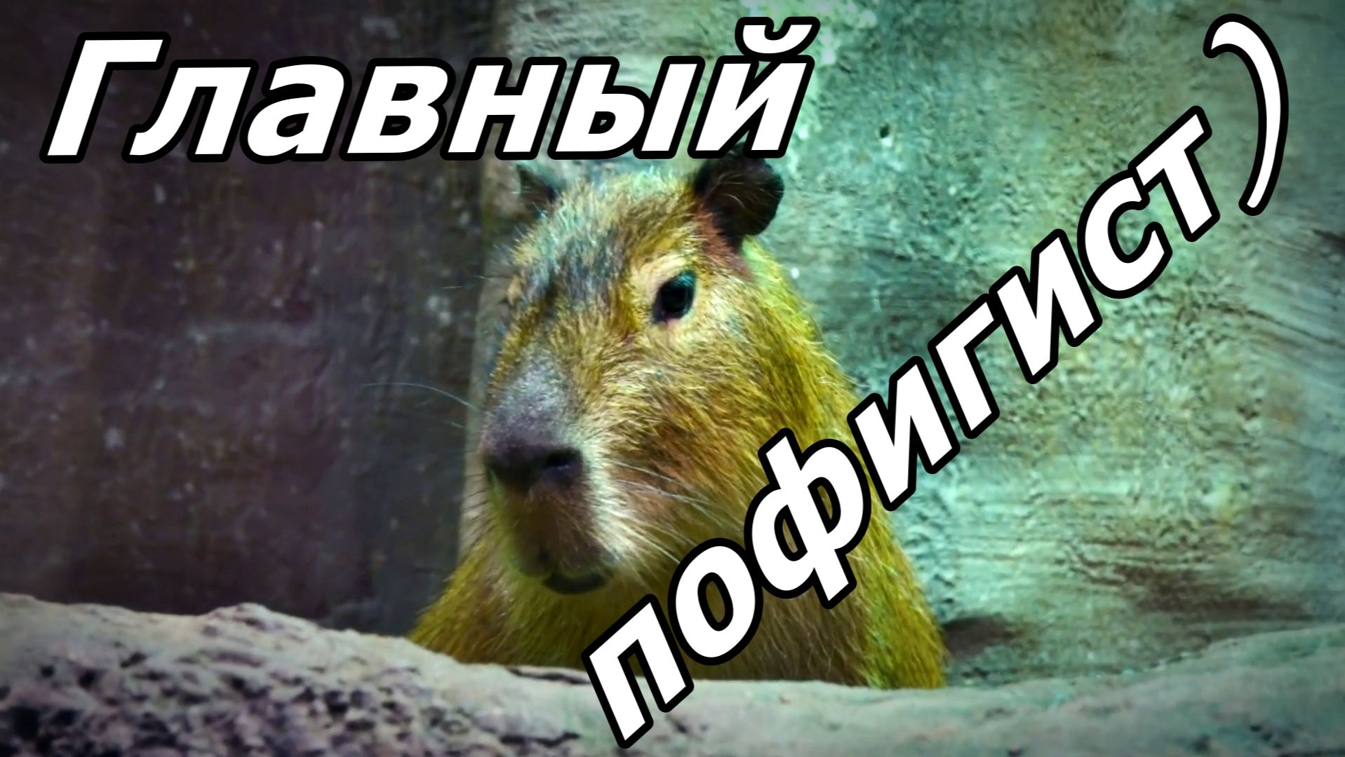 КОГДА ТОЛПА ФАНАТОВ УЖЕ ДОСТАЛА 😂 МОСКВАРИУМ. ЧАСТЬ 5: КАПИБАРА.