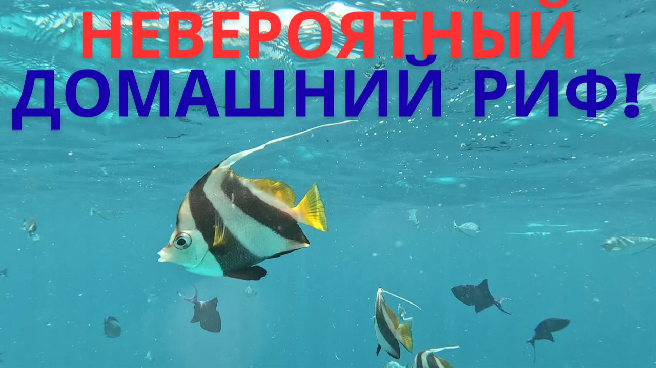 Кто населяет коралловые рифы мальдивских островов?