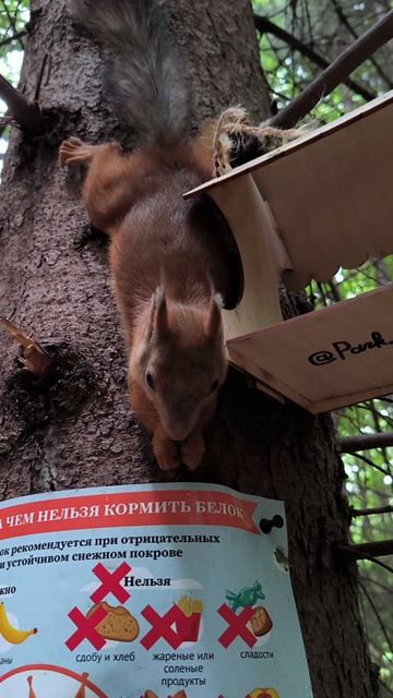 Белка грызёт кедряшки вниз головой