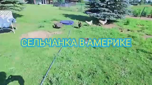 СЕЛЬЧАНКА В АМЕРИКЕ
