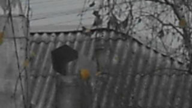 Голуби на крыше соседнего дома. DSCN6966