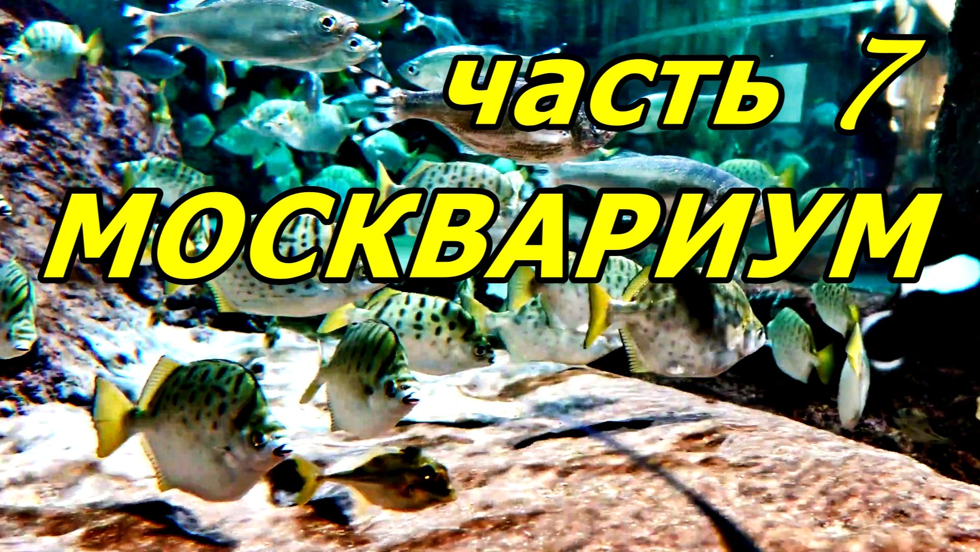 ТЕРАПИЯ ОКЕАНОМ: НЕВЕРОЯТНО КРАСИВАЯ ЖИЗНЬ ЗА СТЕКЛОМ. МОСКВАРИУМ. ЧАСТЬ 7.