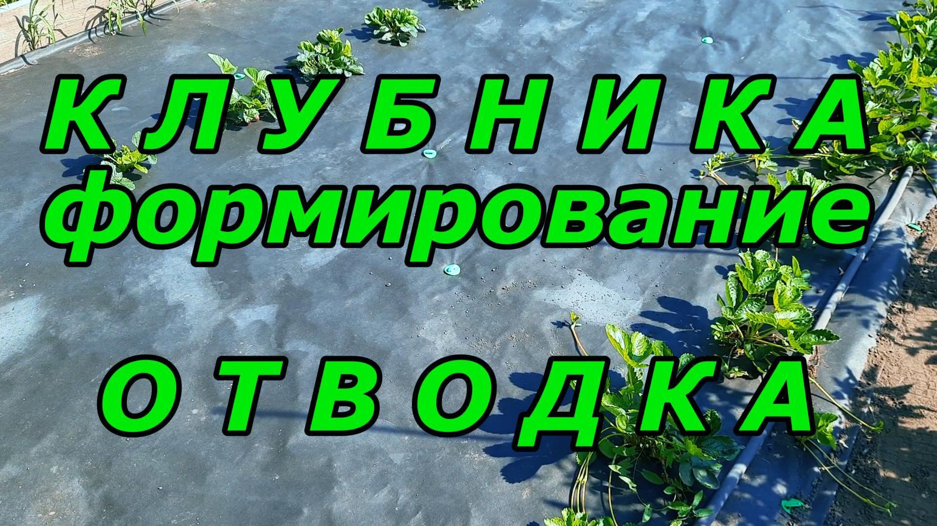Клубника формирование Отводков...