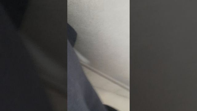 капибары пришли к встречи змею встретели всех часть 1