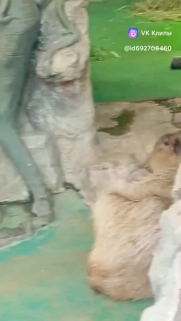 clip692708460_456239584
