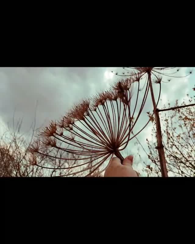 Майская зелень на участке - хрен, борщевик, крапива)))