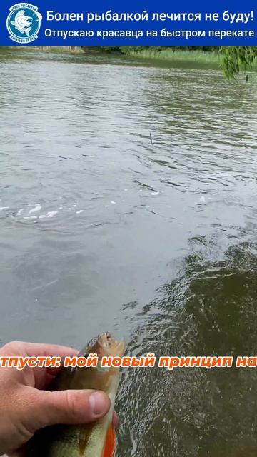 Рыбалка на окуня. Отпускаю красавца на быстром перекате   #fishing