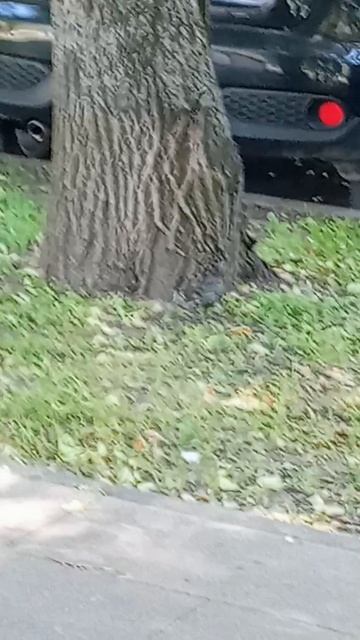 Скворец крупным планом. VID_20260702_135603