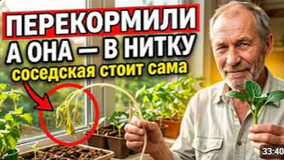 Перестаньте убивать рассаду подкормками — вот что на самом деле заставляет её вытягиваться
