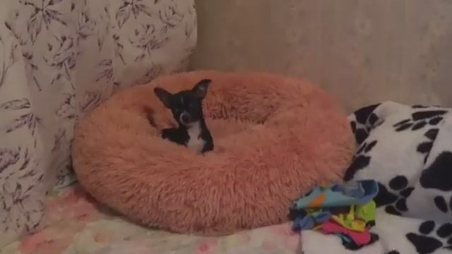 Жизнь на пенсии У кого кошечки, у меня собачки Казаки-разбойники  Беспокойное хозяйство