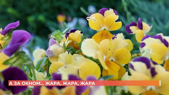 А за окном. 13 июля 2026