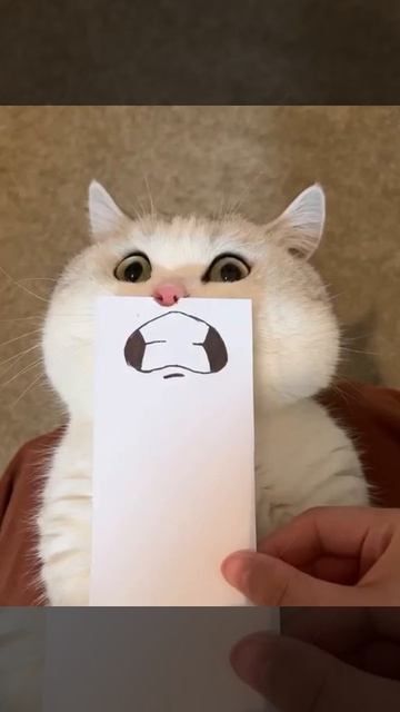 Поиграем с котом