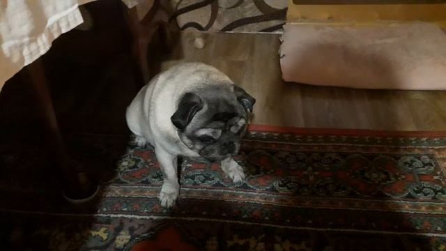 Татьянин дом/ КотоПес / Прогулка отменяется