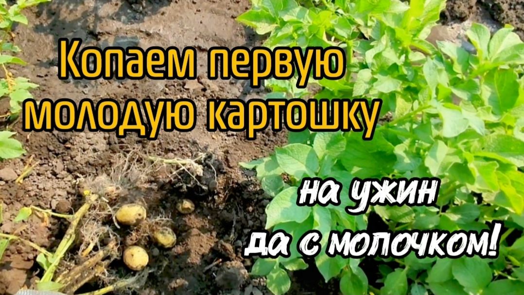 Копаем первую молодую картошку на ужин да с молочком!