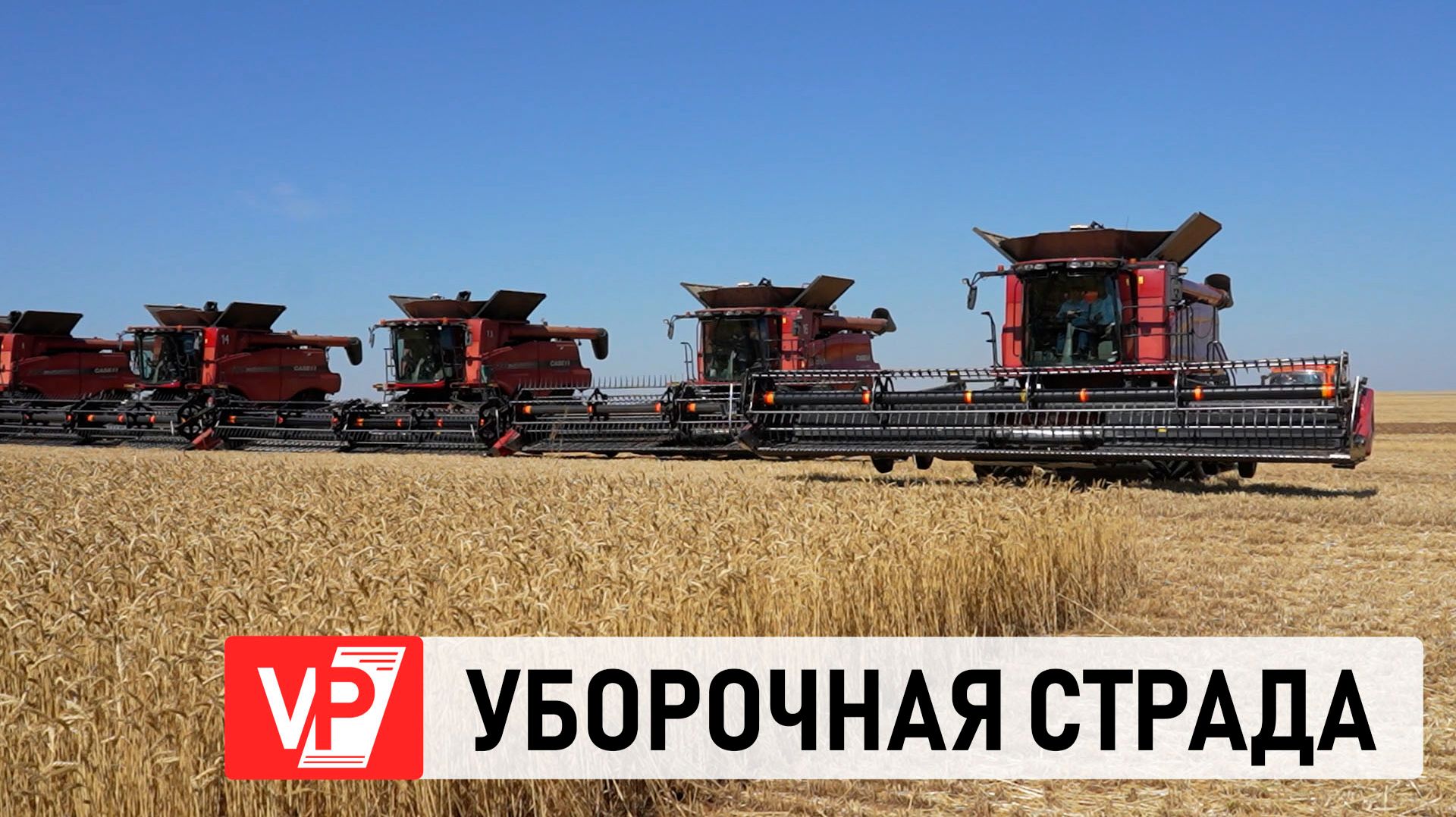 ЗА 2 НЕДЕЛИ ВОЛГОГРАДСКИЕ АГРАРИИ СОБРАЛИ 1,5 МЛН ТОНН ВЫСОКОКАЧЕСТВЕННОГО ЗЕРНА