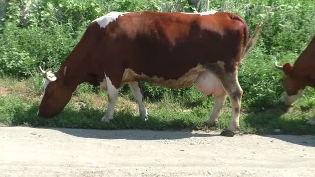 2026.07.12. Кормилицы.