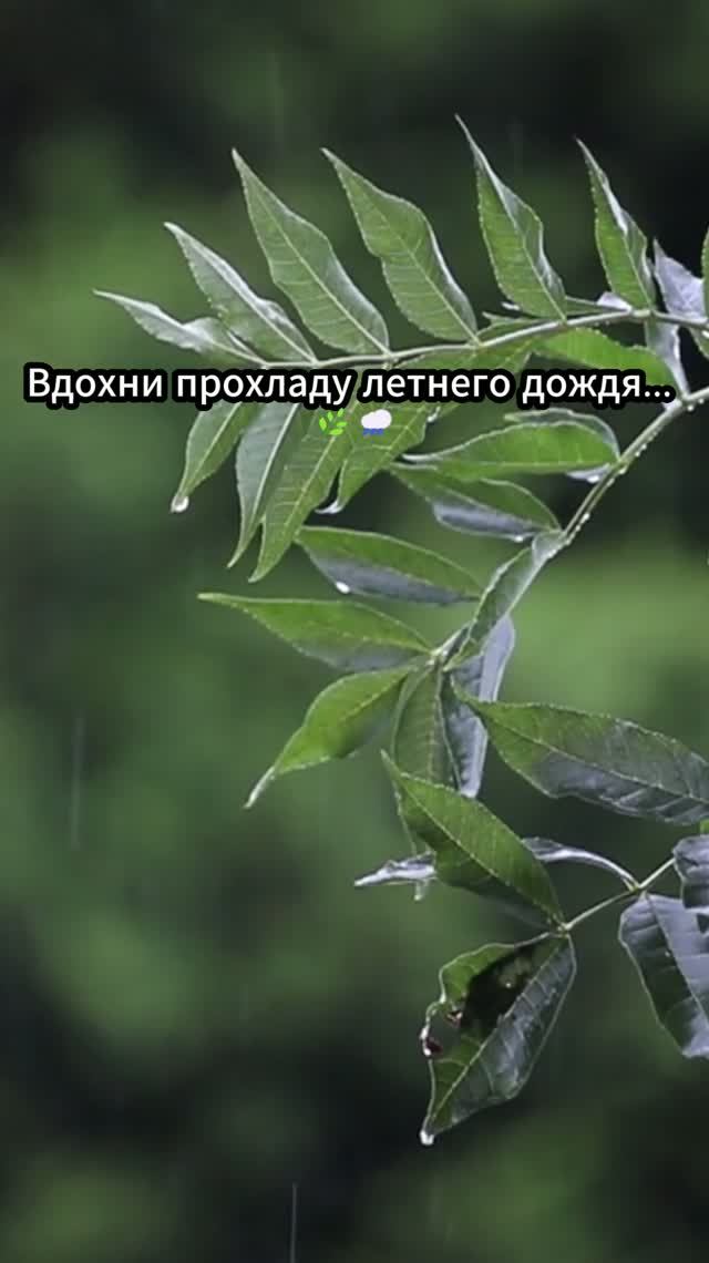 Летний дождь на зеленых листьях 🌧️🌿 | Твоё время свежести