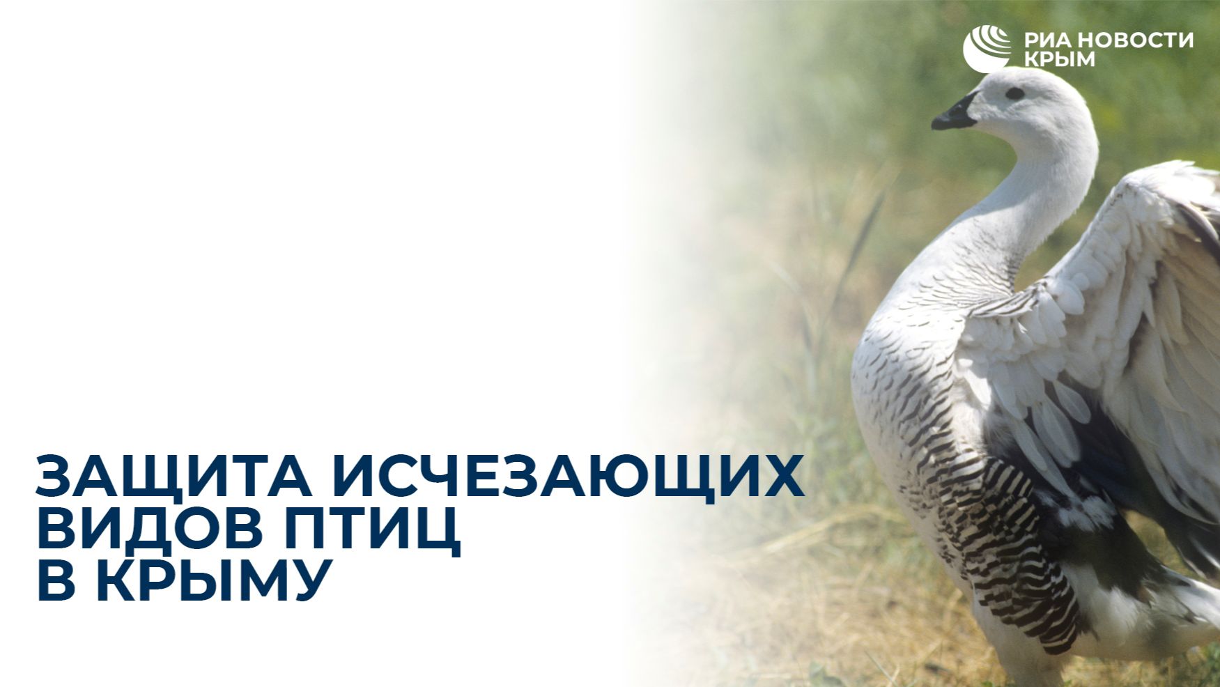 Защита исчезающих видов птиц в Крыму
