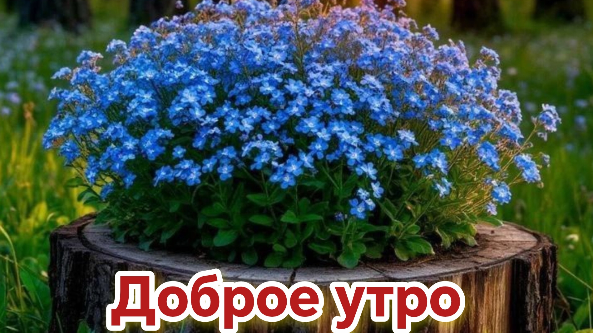 Доброе летнее утро. Красивая музыкальная открытка.