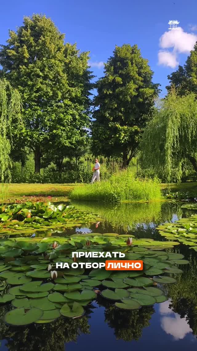 Ивы