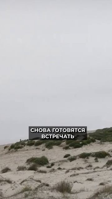 📍Рекордное лежбище атлантических моржей. Учёные фиксируют рост популяции #новости #ямал