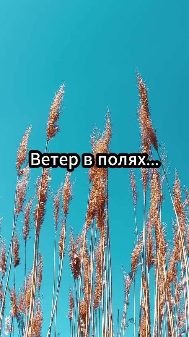 Колышущиеся колоски под флейту | KoalaRelax
