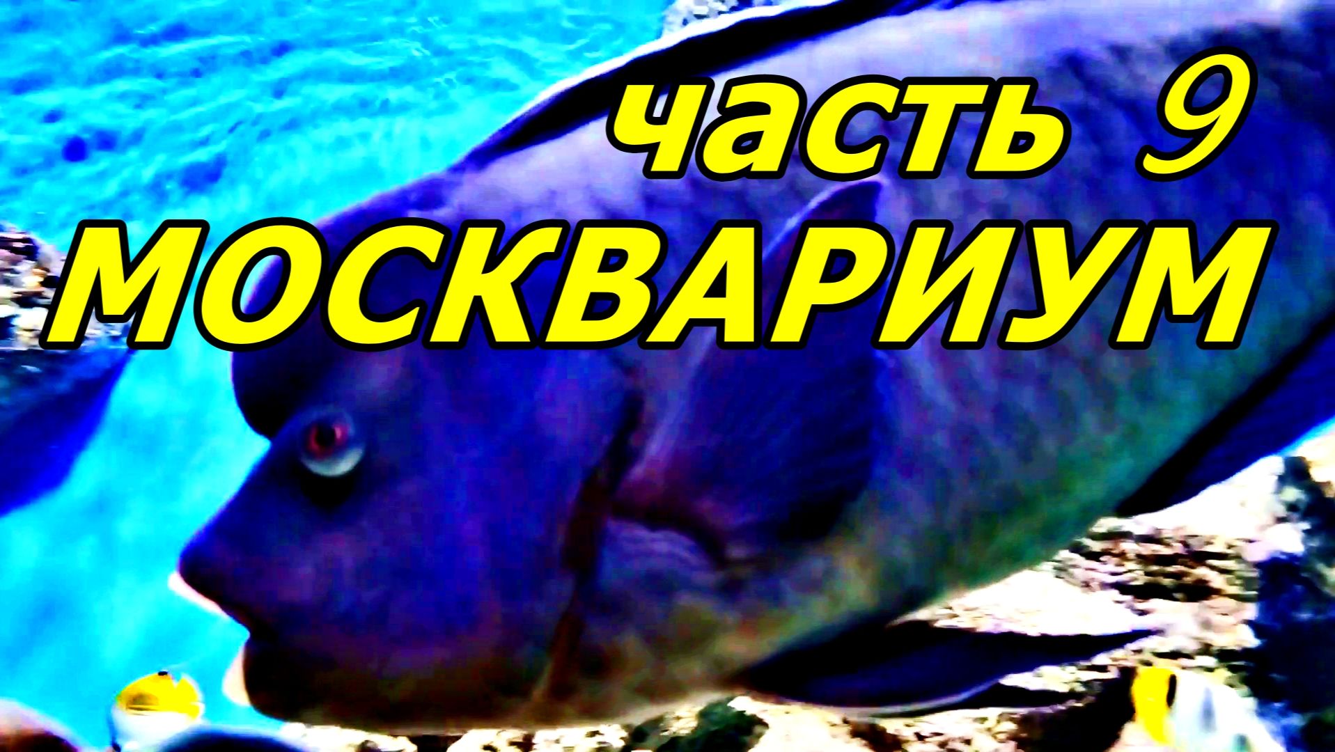 МОСКВАРИУМ
