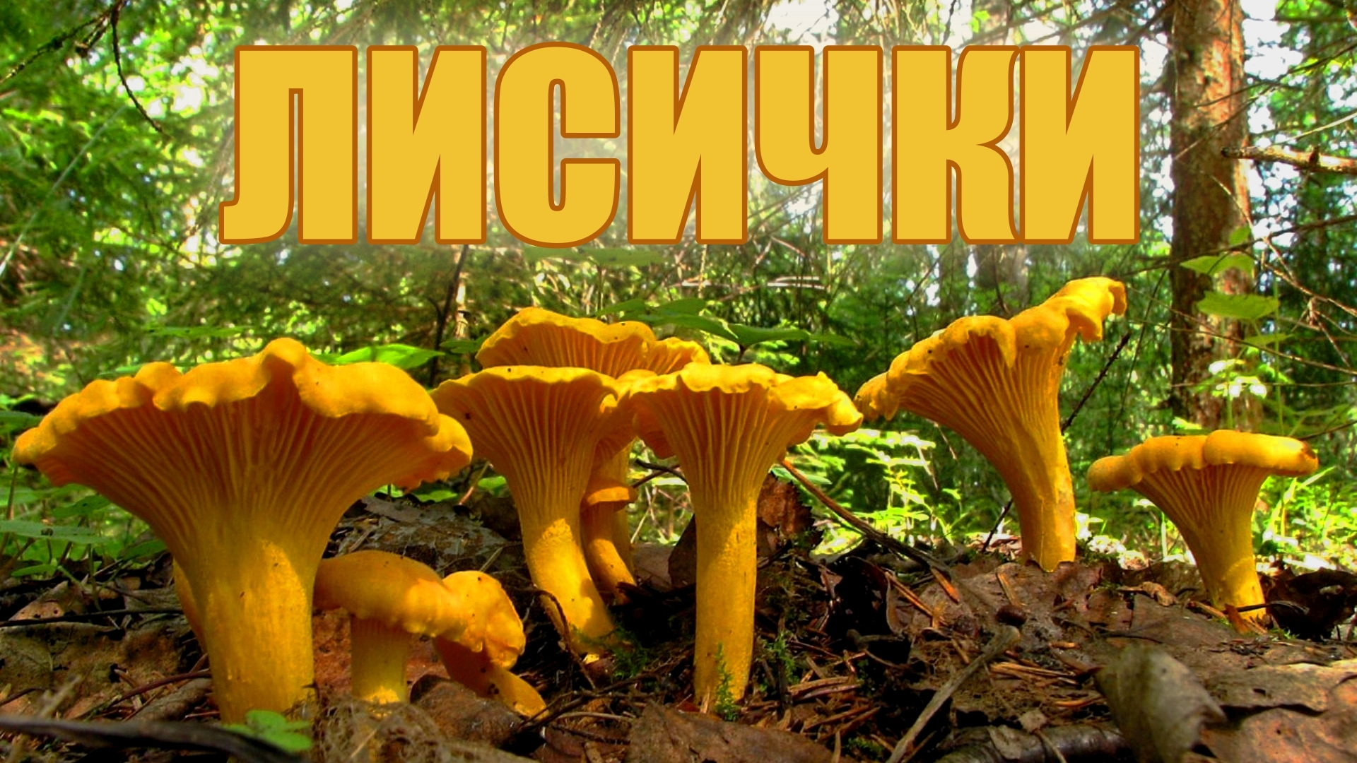 УРОГАН ЛИСИЧЕК