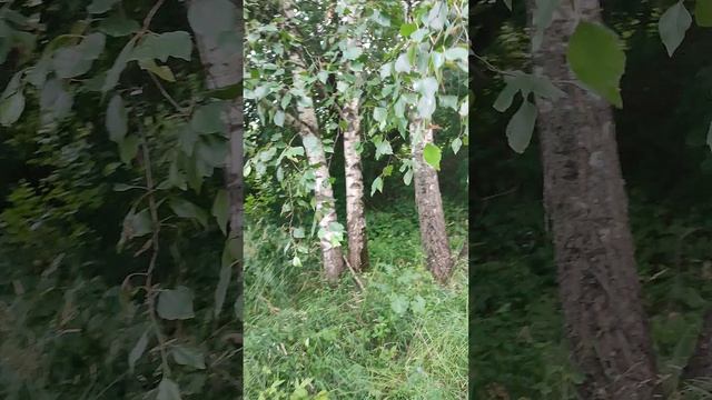 г.о. Подольск, г.Климовск, ул.Климовская