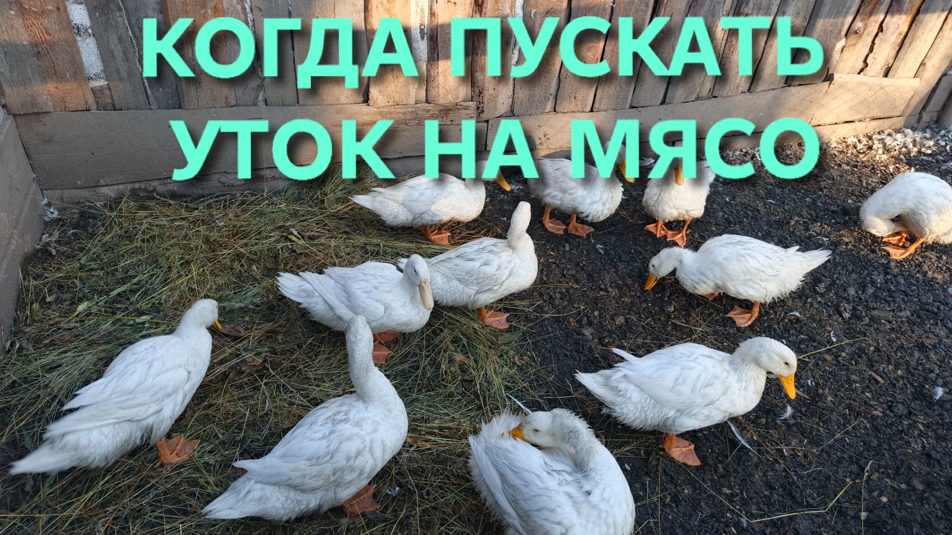 Когда забивать уток на мясо